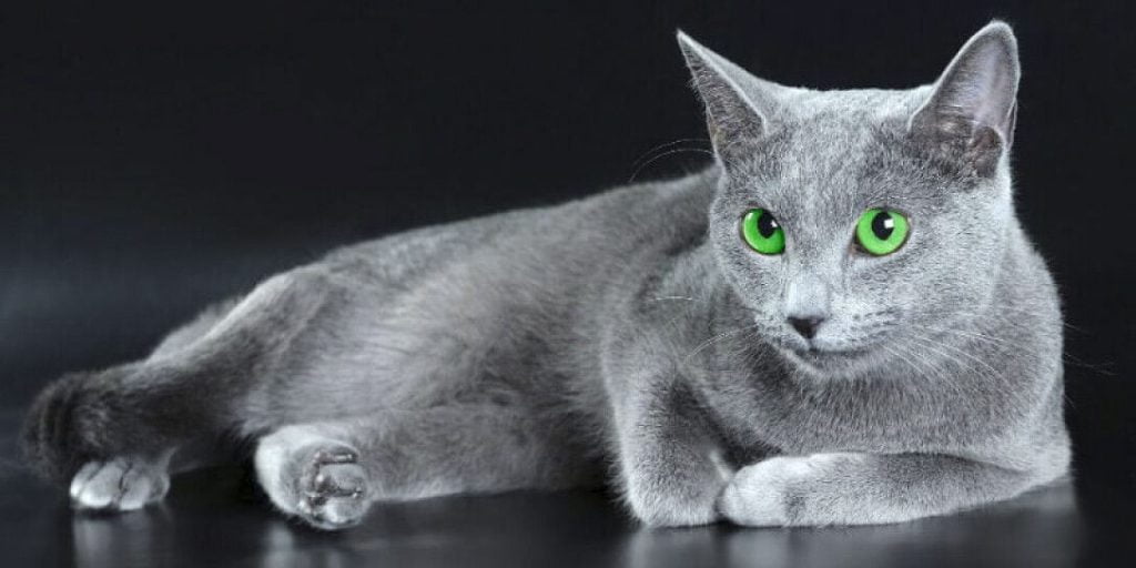 Russian blue kittens breeder | Russian Blue Cattery | Via Emilia