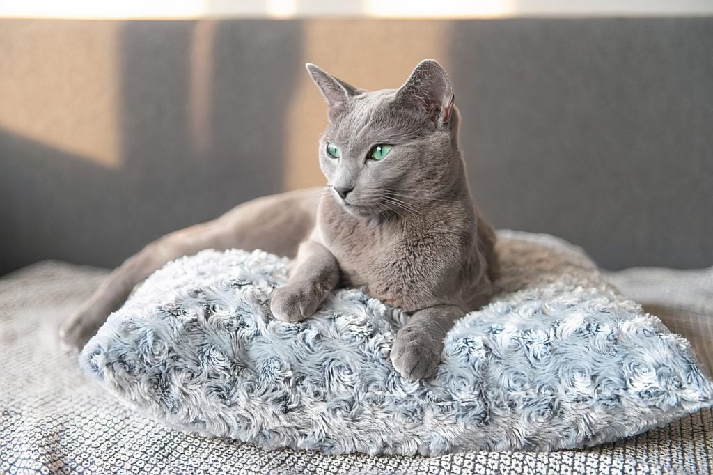 Ultimate Guide to Russian Blue Cat Information | Via Emilia