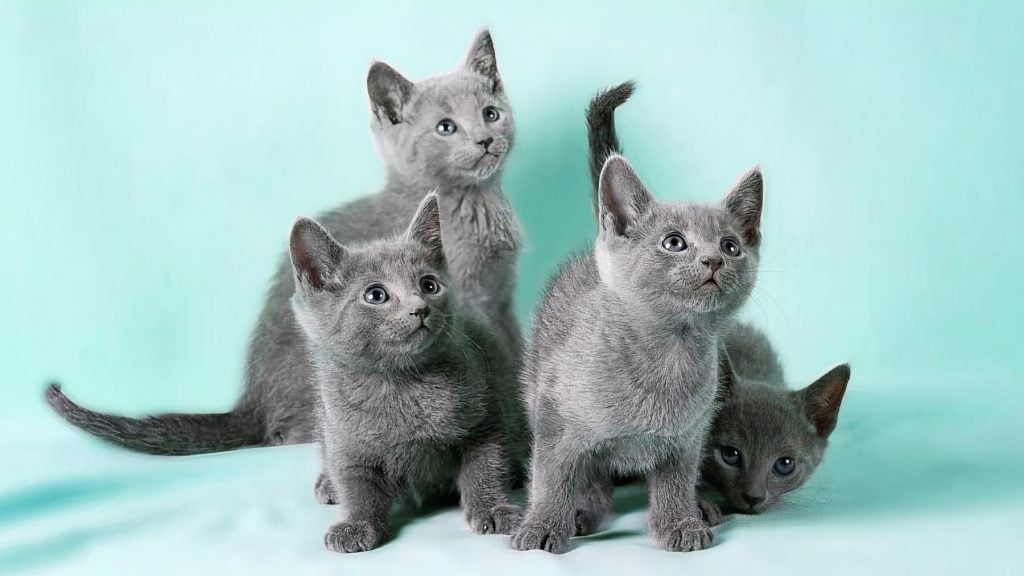 Kittens for Breeding | Russian Blue Cattery | Via Emilia