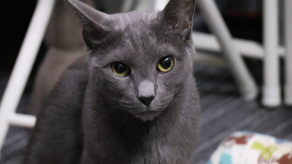 10 Fun Tricks to Teach Your Russian Blue Cat | Russian Blue Cattery