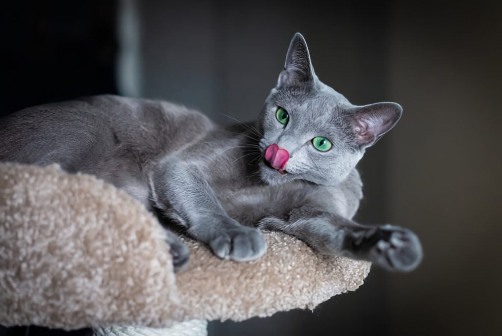 What do I need to Know Before Getting a Russian Blue | Via Emilia