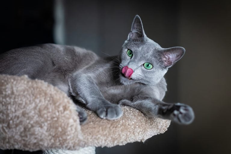 What do I need to Know Before Getting a Russian Blue | Via Emilia