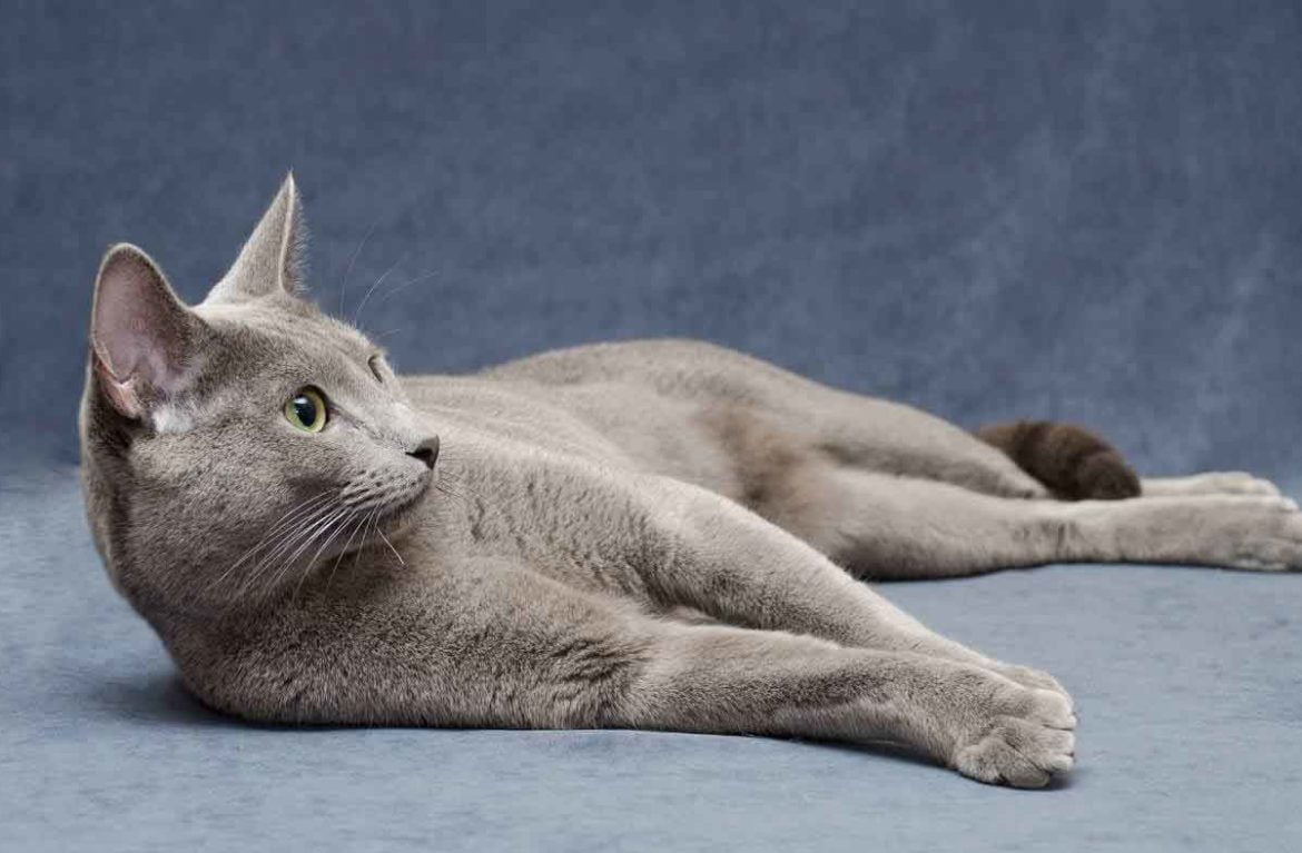 What do I need to Know Before Getting a Russian Blue | Via Emilia