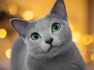 The Allure of Russian Blue Kittens