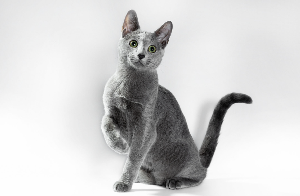 Are Russian Blue Cats Rare as They Seem?