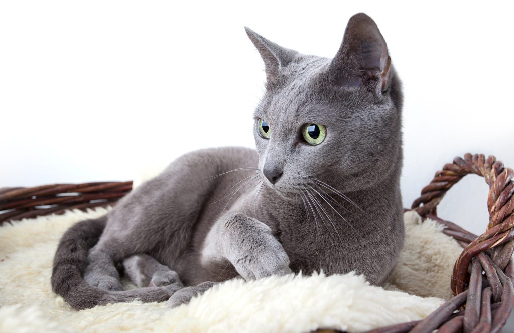 Russian Blue Cats: Hypnotic Eyes and Silky Fur