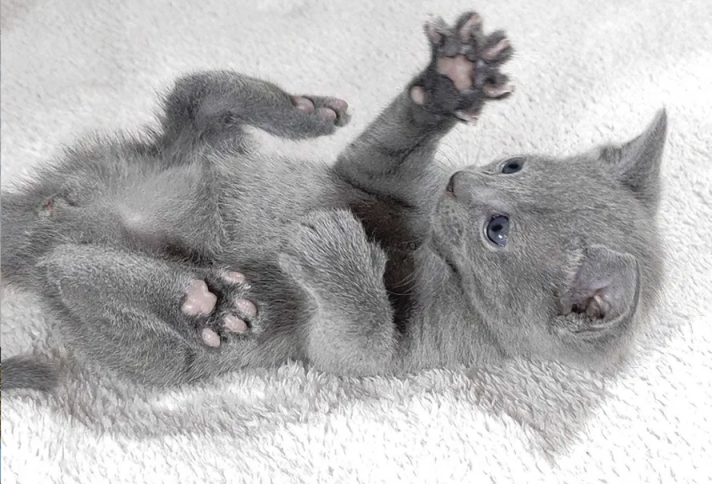 What Does the Price of a Russian Blue Depend On? | Via Emilia