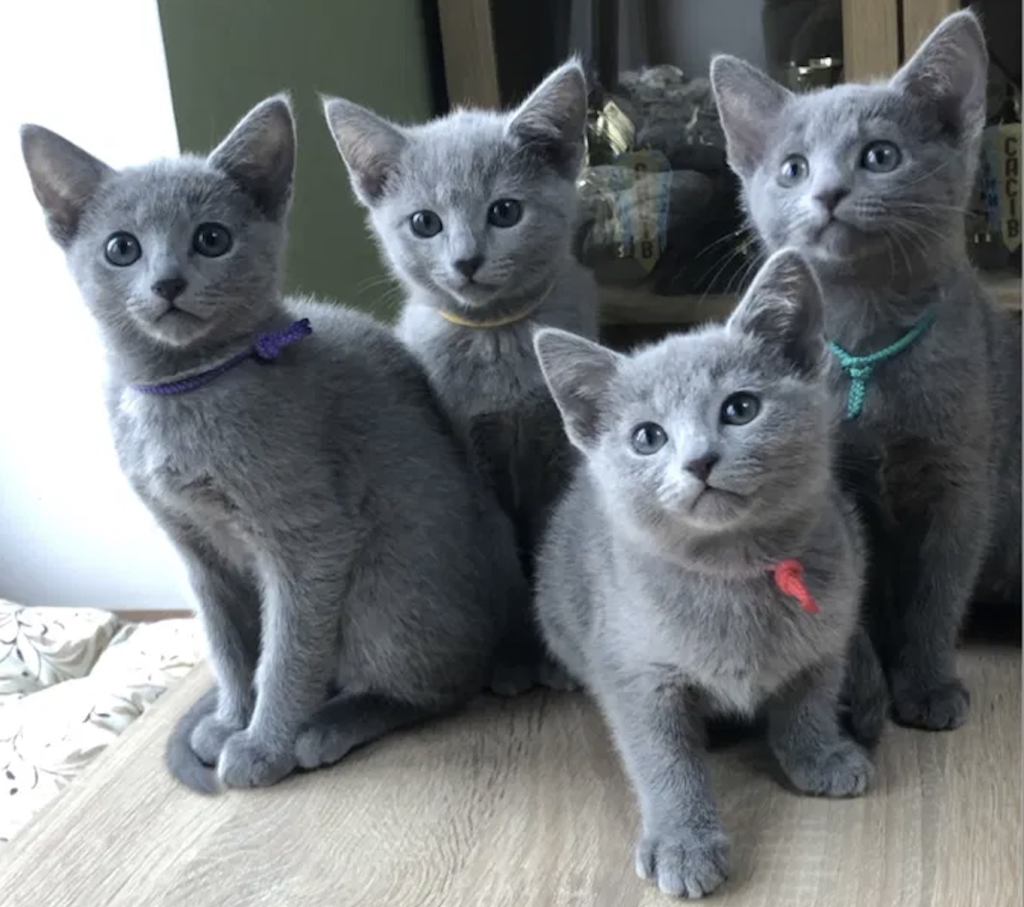 What Does the Price of a Russian Blue Depend On? | Via Emilia